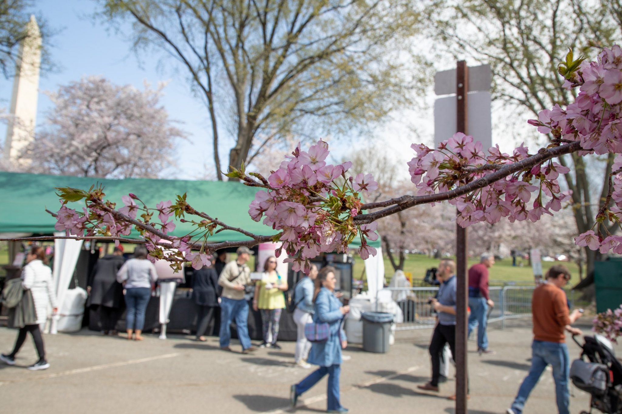 Cherry Blossoms in Washington, DC - Momma Wanderlust | Family Travel