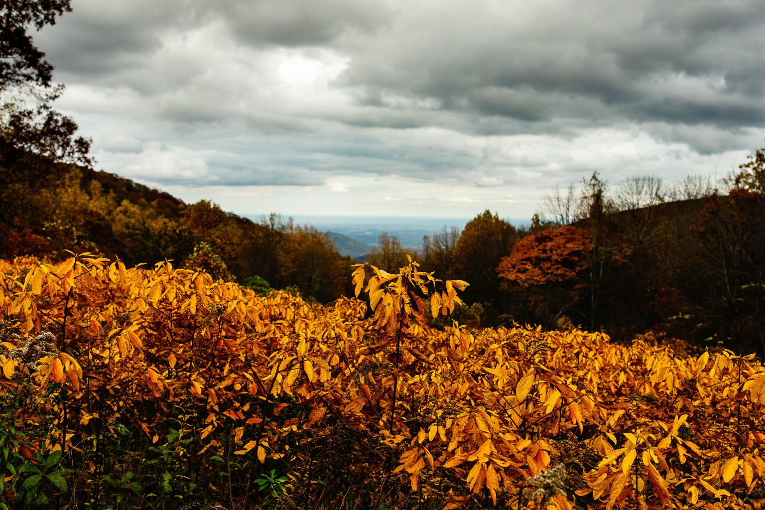 Best Places for Fall Foliage in Shenandonah Valley - Momma Wanderlust
