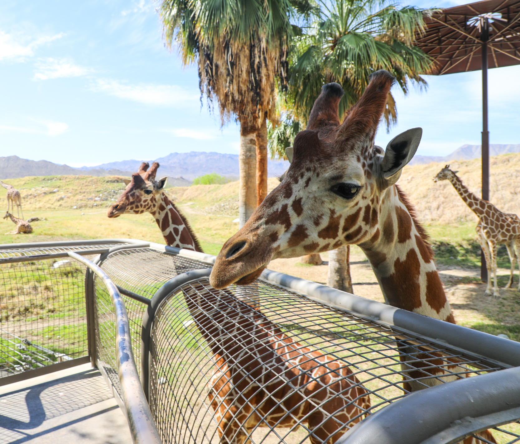 10 Fun Things to do in Palm Springs with Kids - Momma Wanderlust